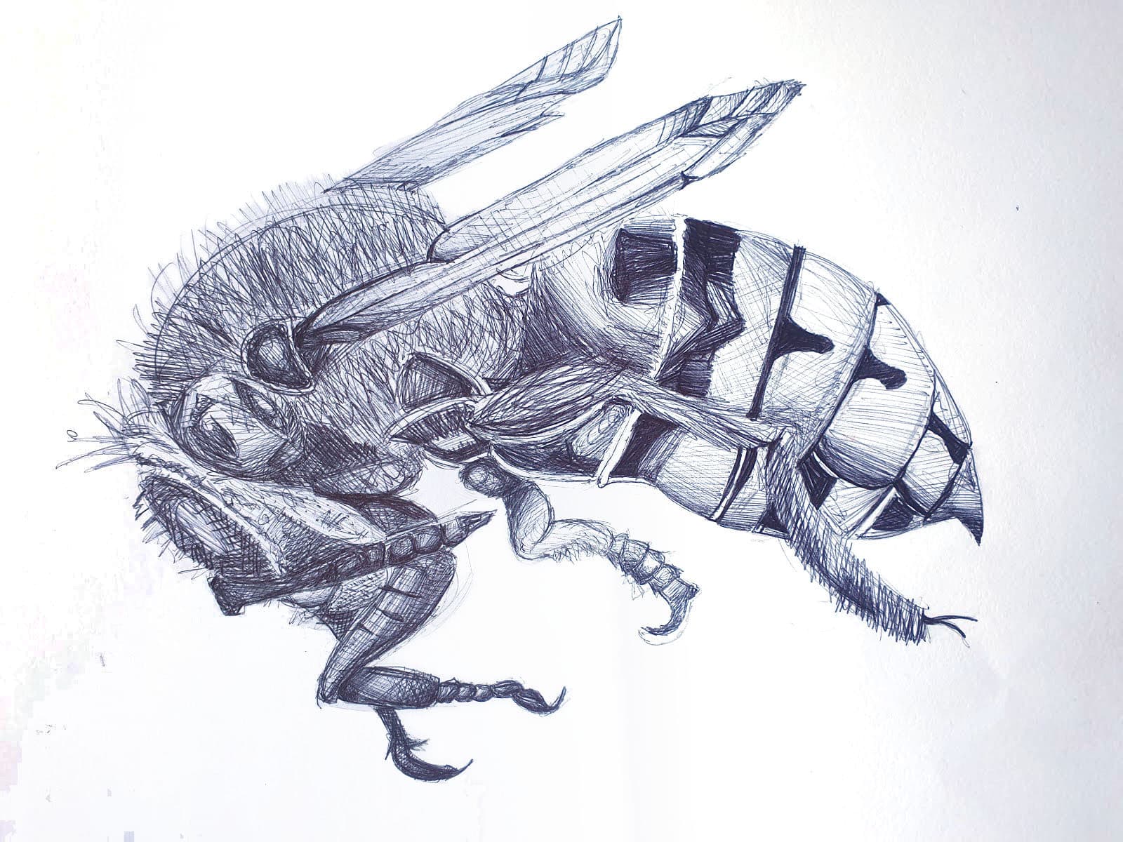 Inspired by insects - Ipswich School